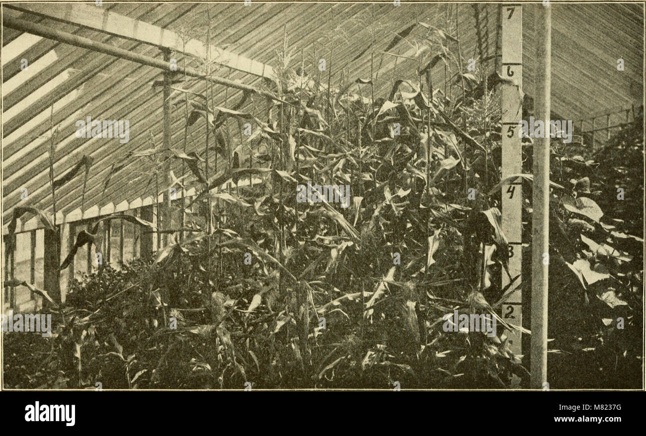 The 1899 Bulletin provides an overview of the activities, events, and ...