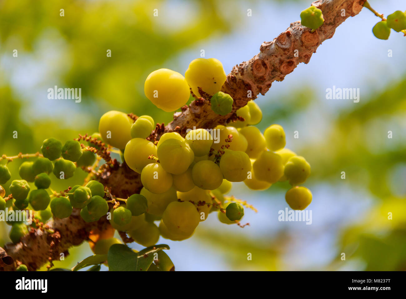 Star gooseberry tree hi-res stock photography and images - Alamy