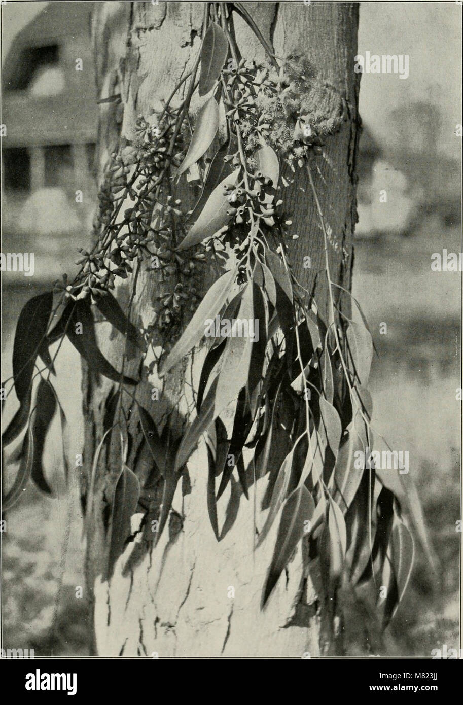 The Bulletin (1902-1905) is a periodical that covers a wide range of ...