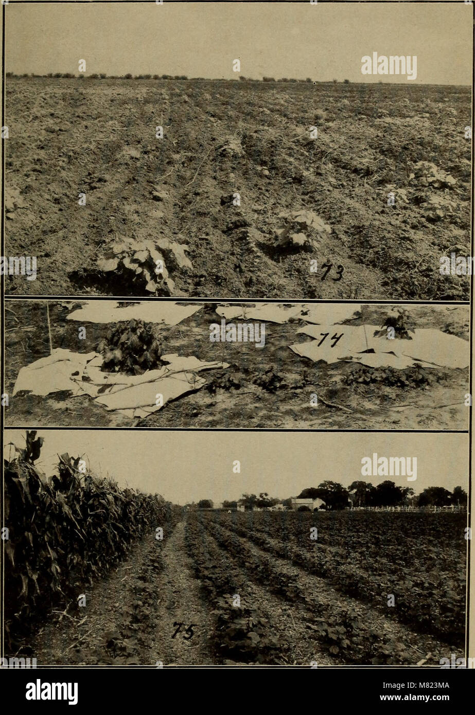 The 'Bulletin' (1904) is a periodical publication that provides ...