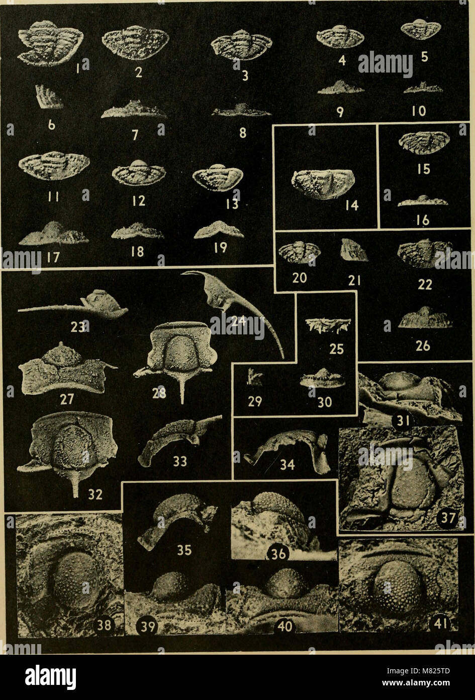The 1951 Bulletin covers various scientific topics, featuring research ...