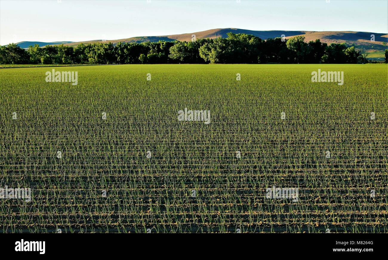 American grain fields hi-res stock photography and images - Alamy