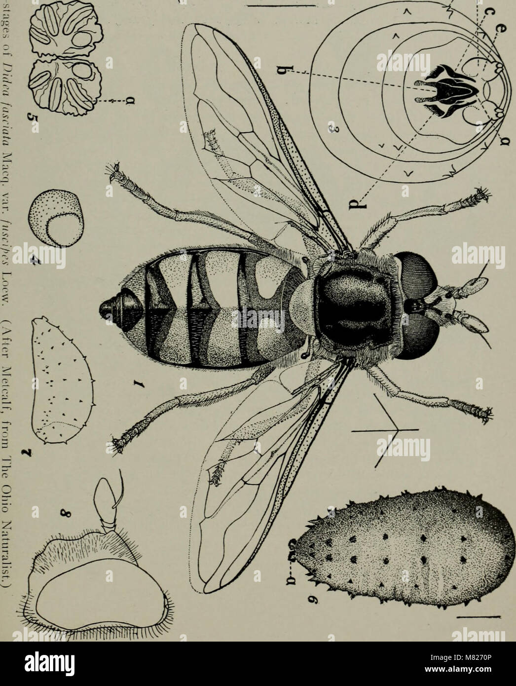 The 'Bulletin' is a periodic publication providing updates on a variety ...