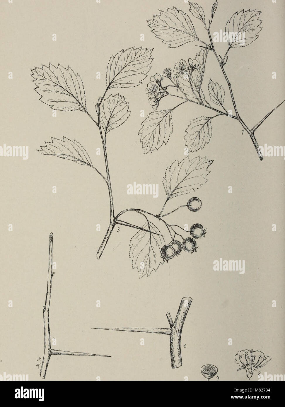 The Bulletin, a scientific periodical, covers diverse topics including ...