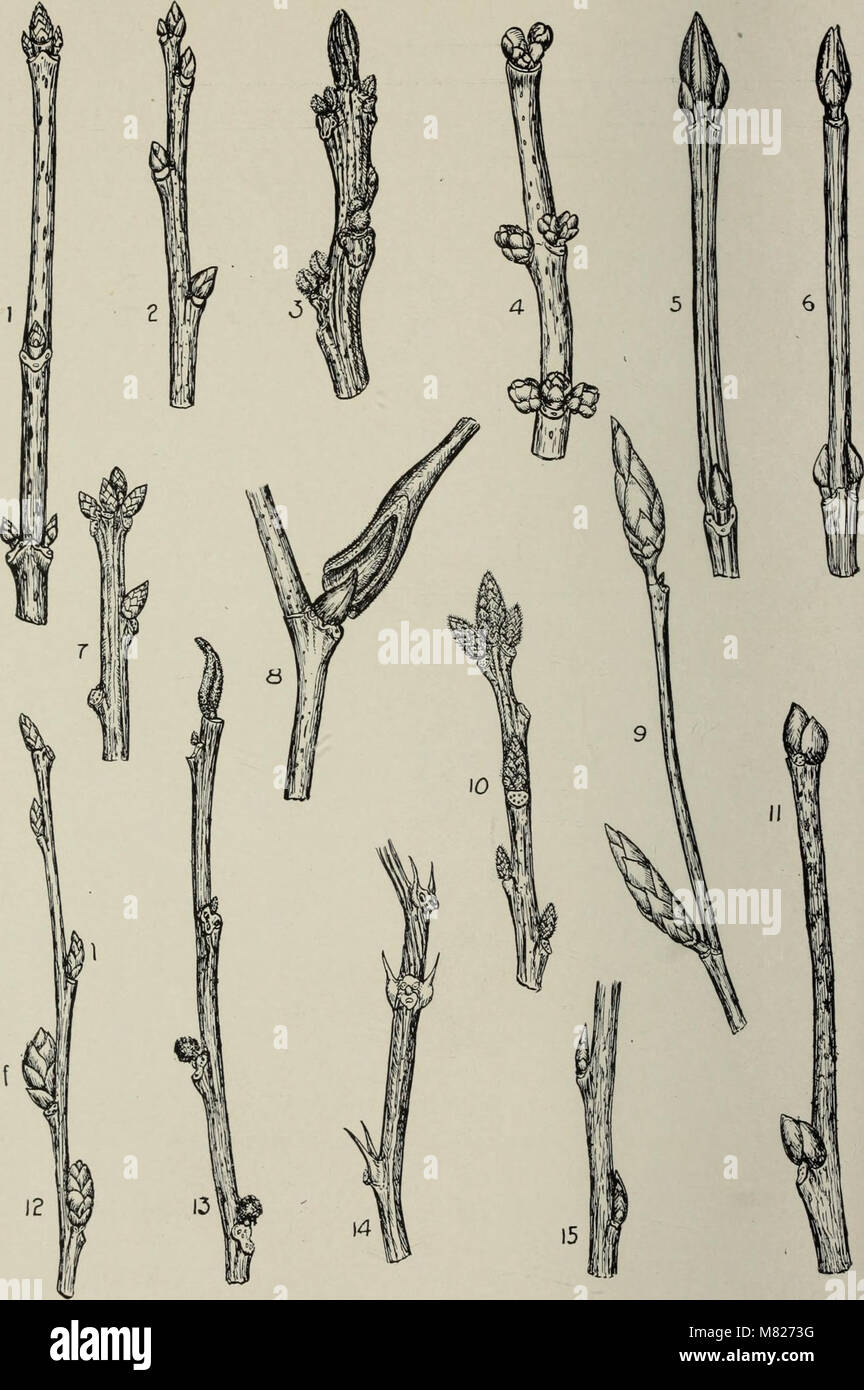 The 'Bulletin' is a periodical publication featuring scientific ...