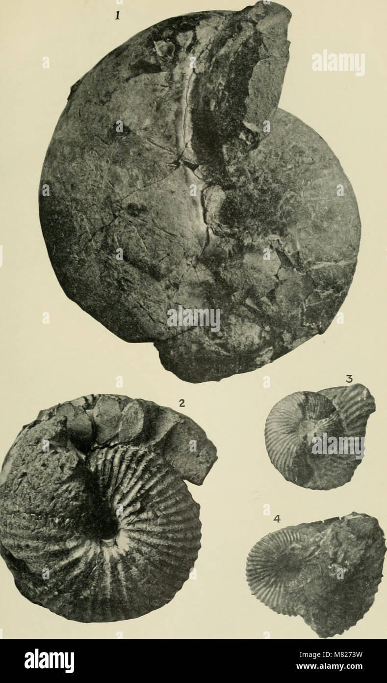 The 1881 bulletin from the American Museum of Natural History features ...