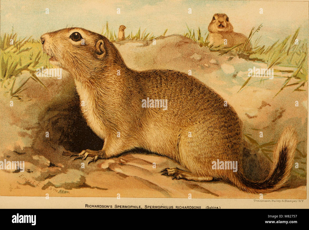 Bulletin - Biological Survey (1893) (19806636874 Stock Photo - Alamy