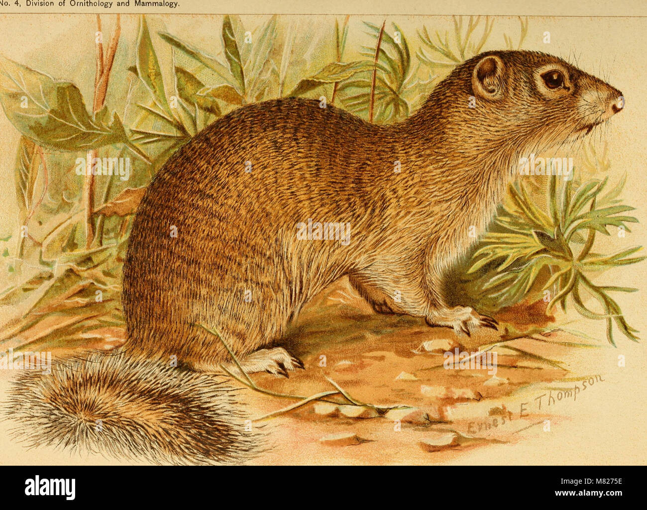 The Bulletin of the Biological Survey (1893) provides research findings ...