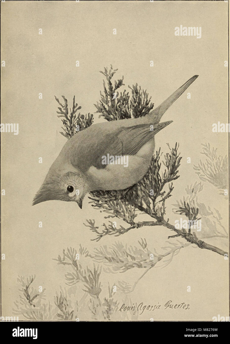 Biological bulletin hi-res stock photography and images - Alamy