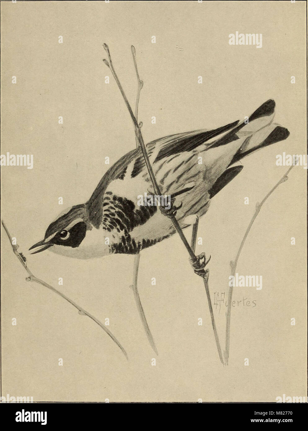 The 1906 Bulletin of the Biological Survey provides an overview of the ...