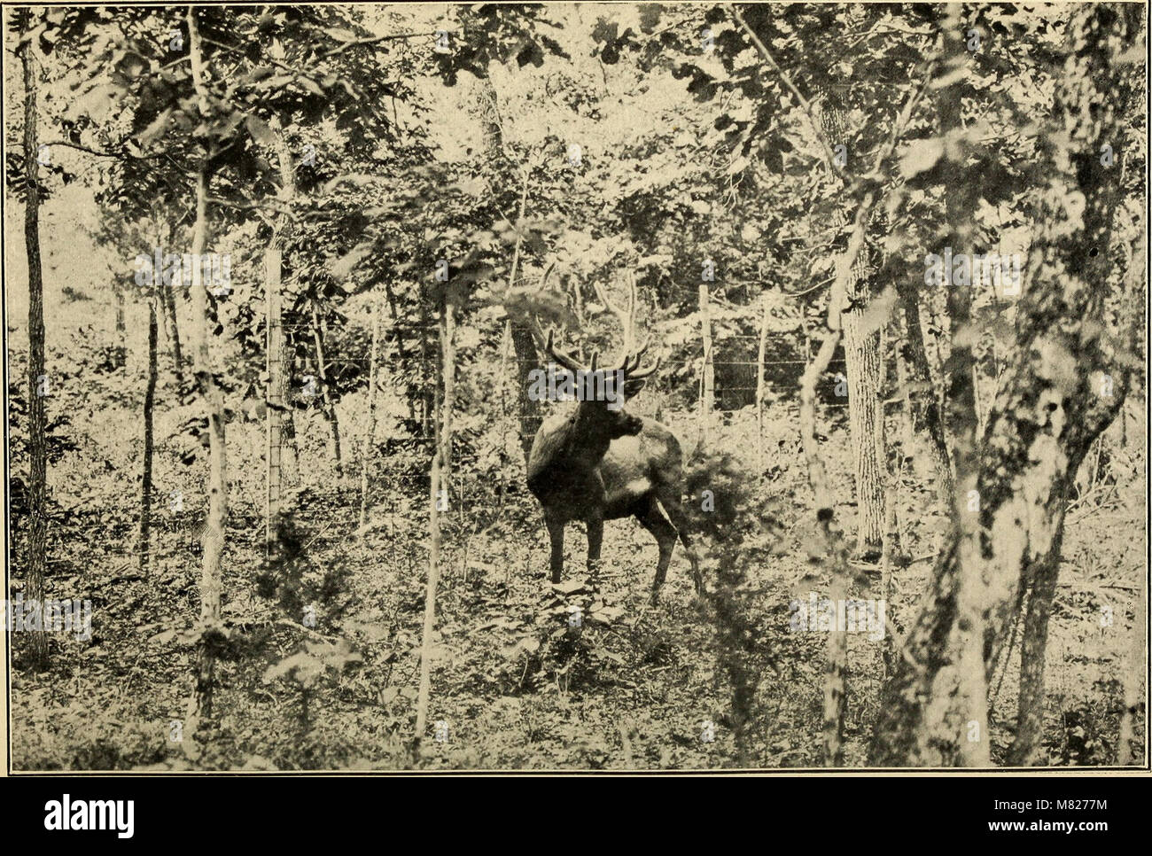 The 'Bulletin - Biological Survey' (1908) provides comprehensive ...