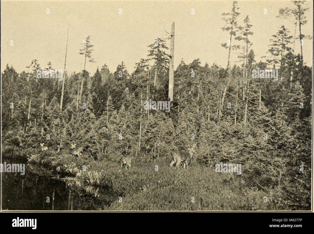 The 1908 Bulletin of the Biological Survey provides scientific research ...