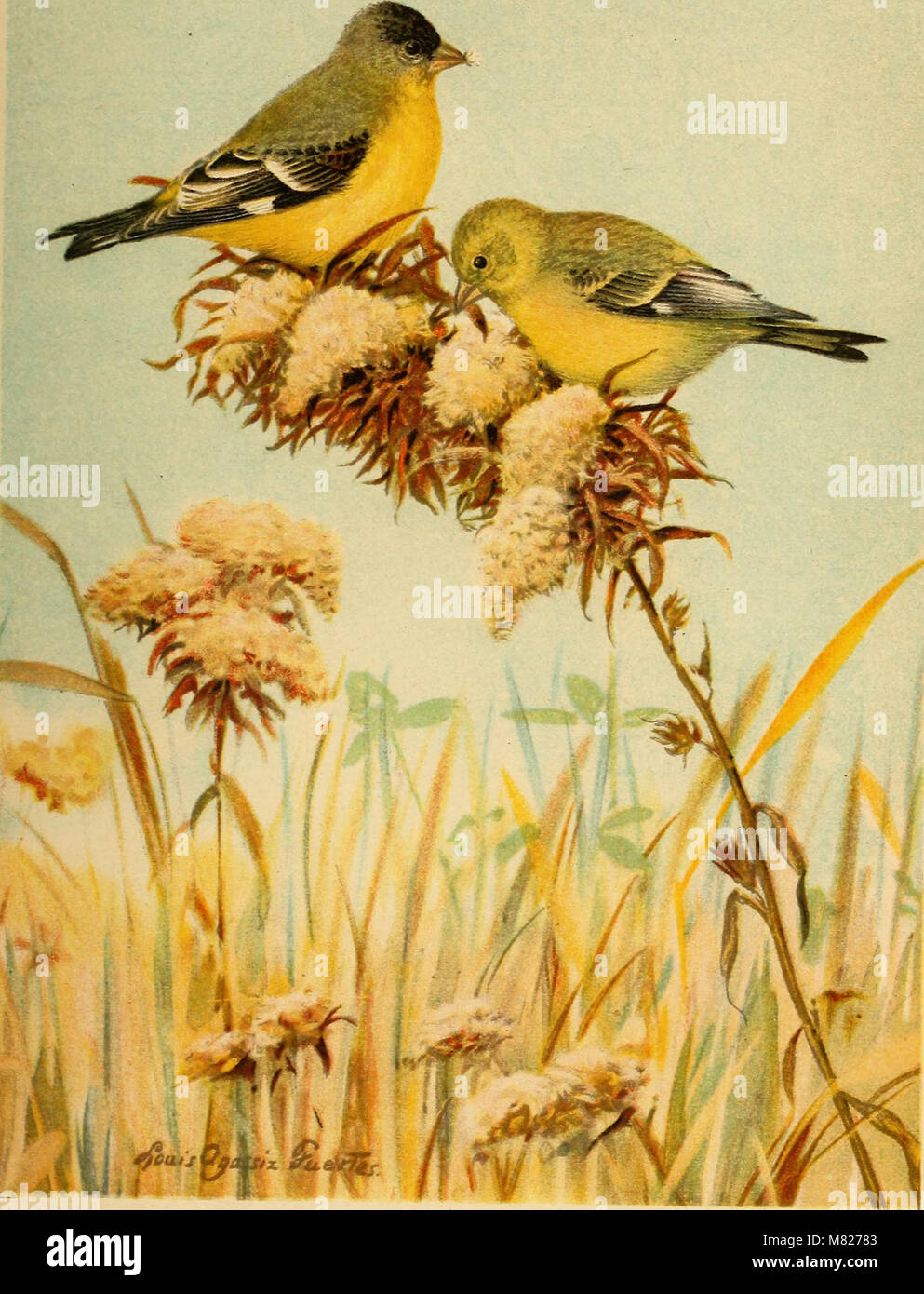 Bulletin - Biological Survey (1908) (20242724609 Stock Photo - Alamy