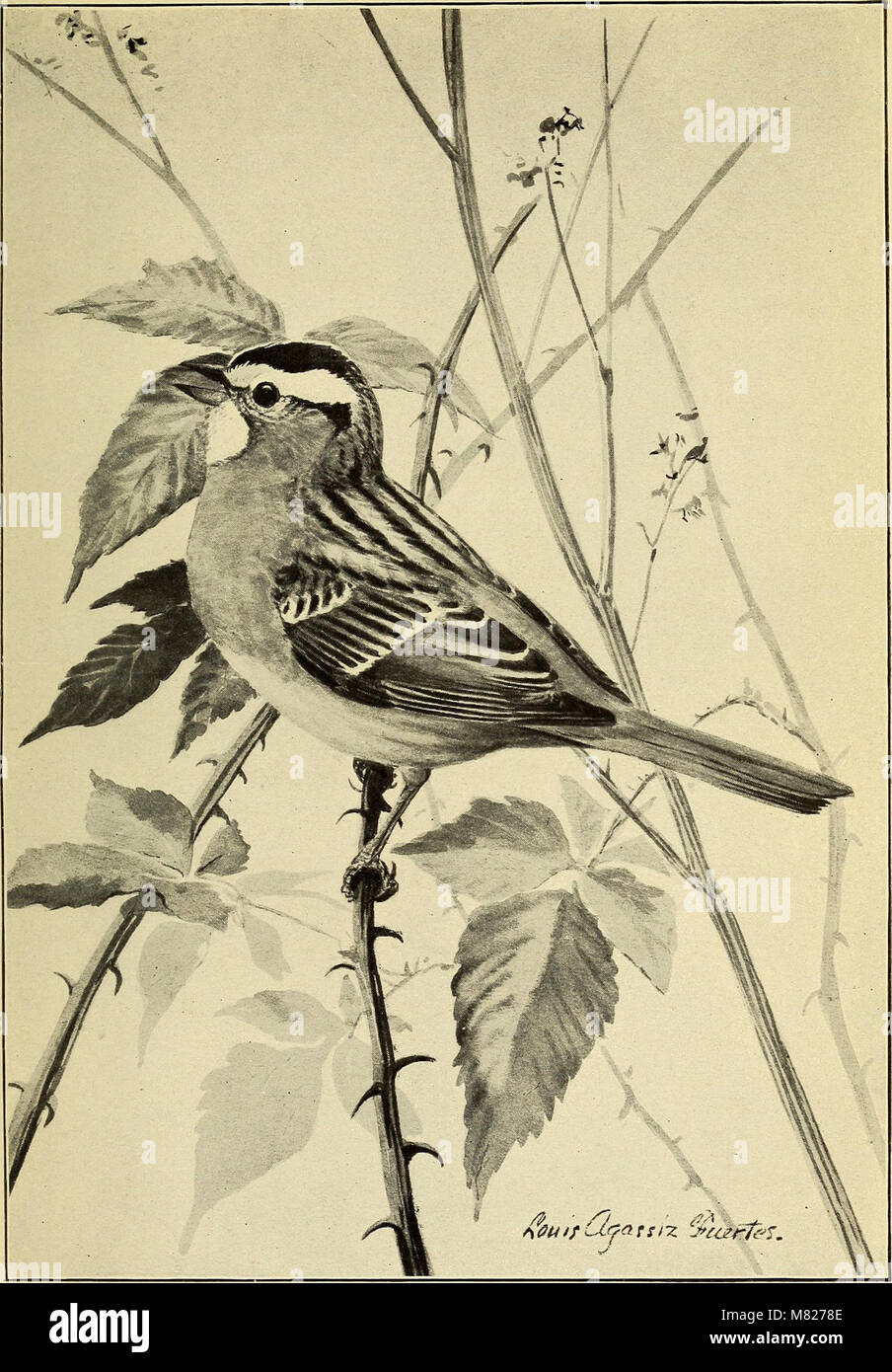 The 'Bulletin - Biological Survey' (1908) provides detailed reports on ...