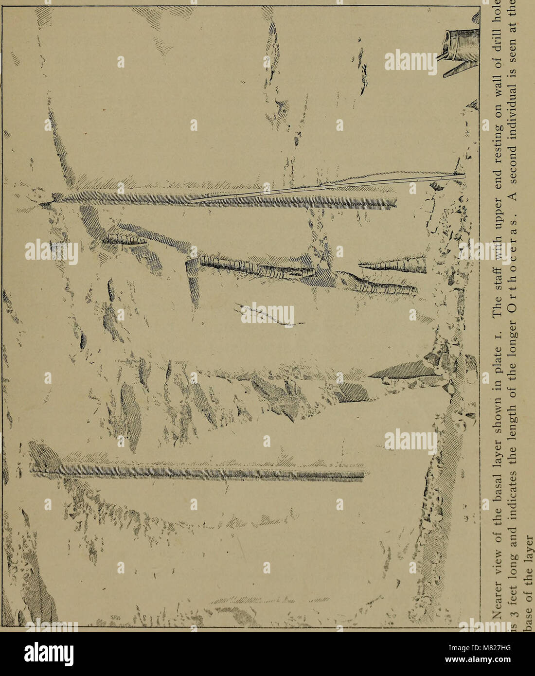 The 1900 Bulletin of the New York State Museum presents scientific ...