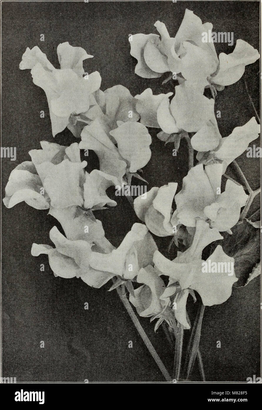 This 1919 catalog of bulbs and seeds offers a selection of autumn ...