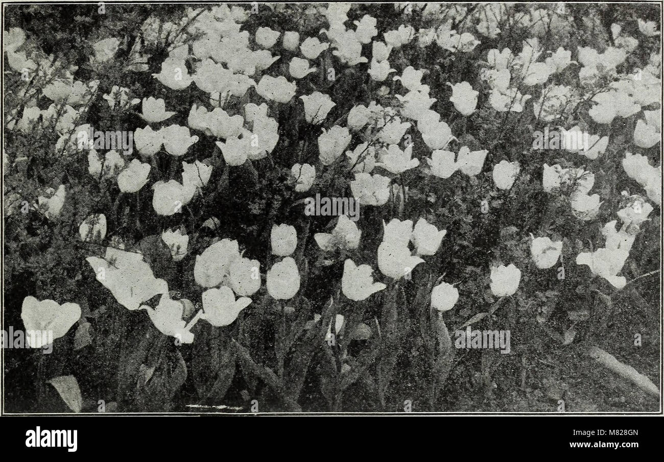 Bulbs and seeds - autumn 1920 (1920) (14598198358 Stock Photo - Alamy