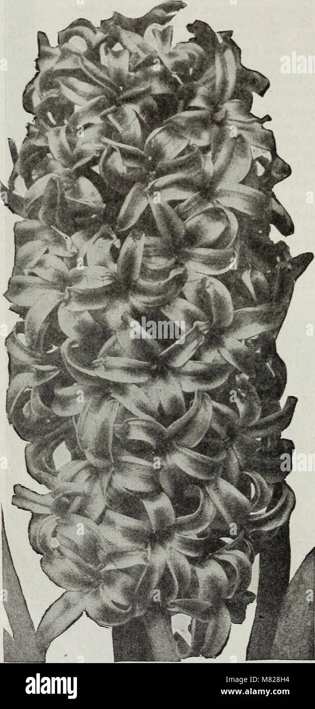 Bulbs and seeds - autumn 1920 (1920) (14598323467 Stock Photo - Alamy