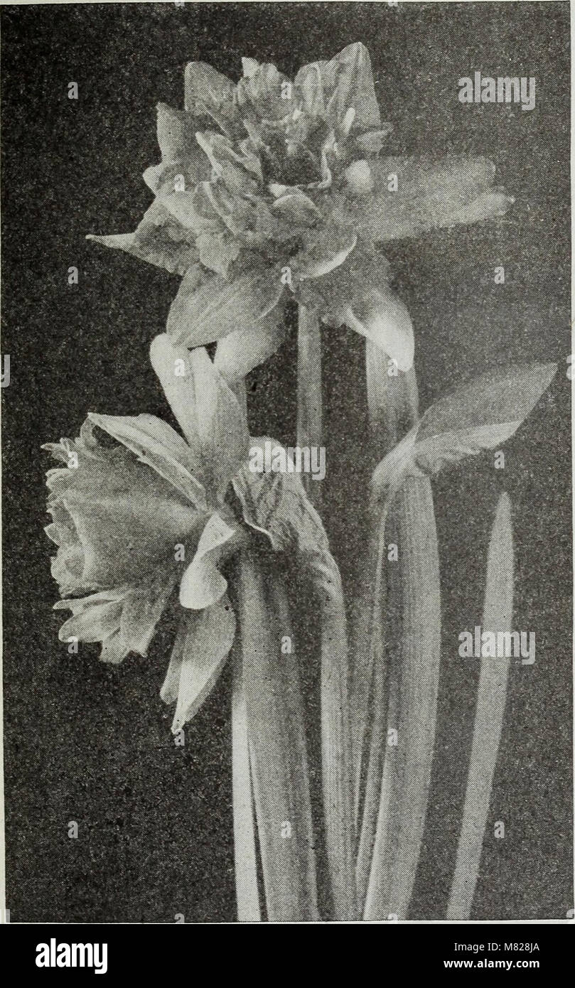 'Bulbs and Seeds - Autumn 1920' is a gardening catalog featuring a ...