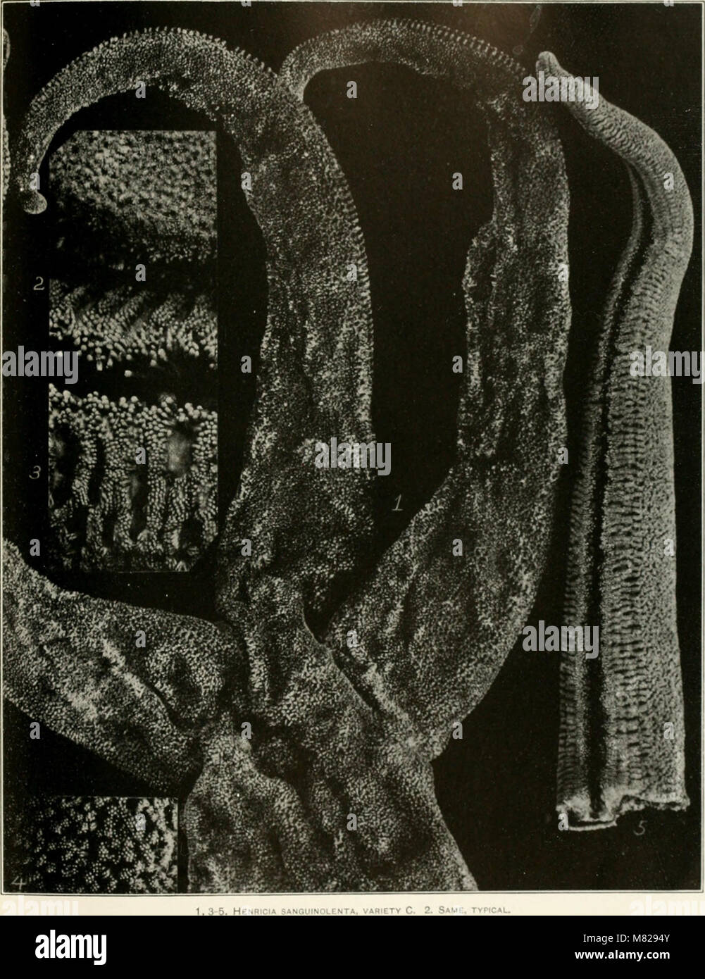 Bulletin - United States National Museum (1911) (14597329770 Stock ...