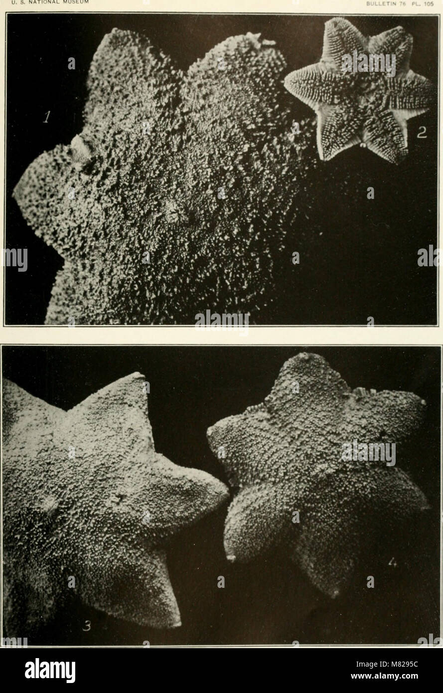 The Bulletin of the United States National Museum, 1911, includes ...