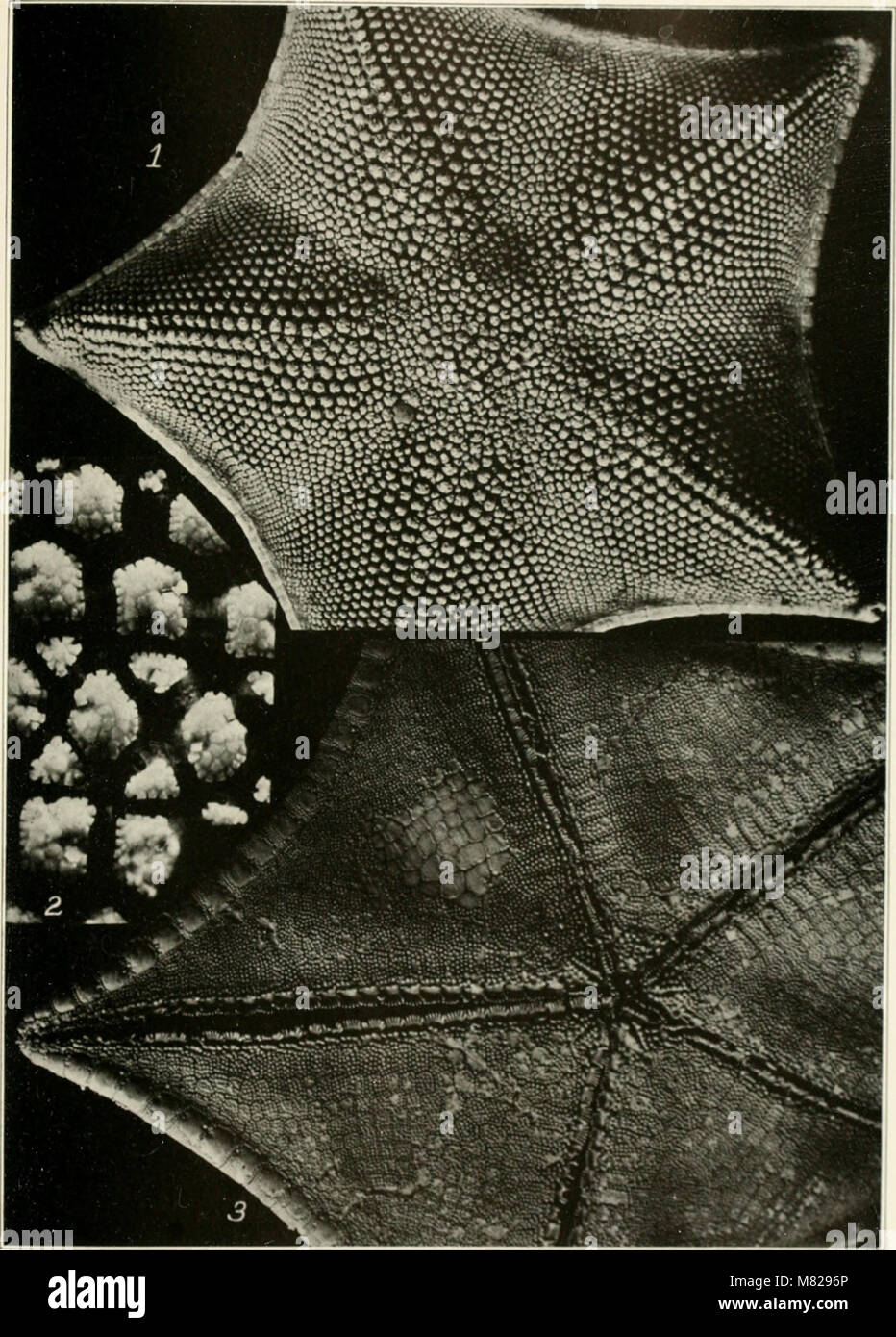 The 1911 Bulletin of the United States National Museum focuses on ...