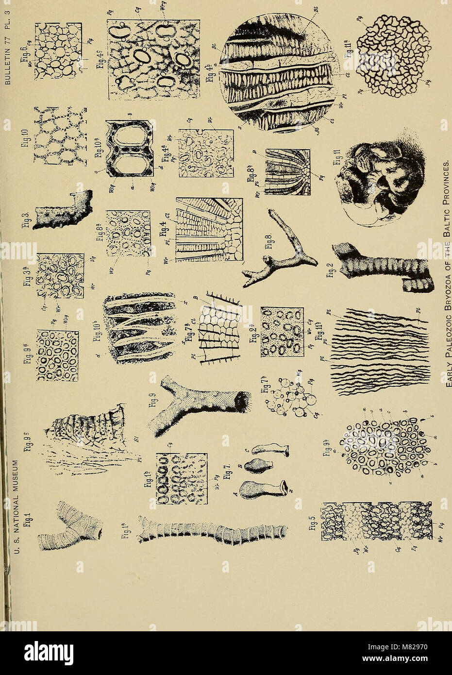 Bulletin - United States National Museum (1911) (20496760862 Stock ...