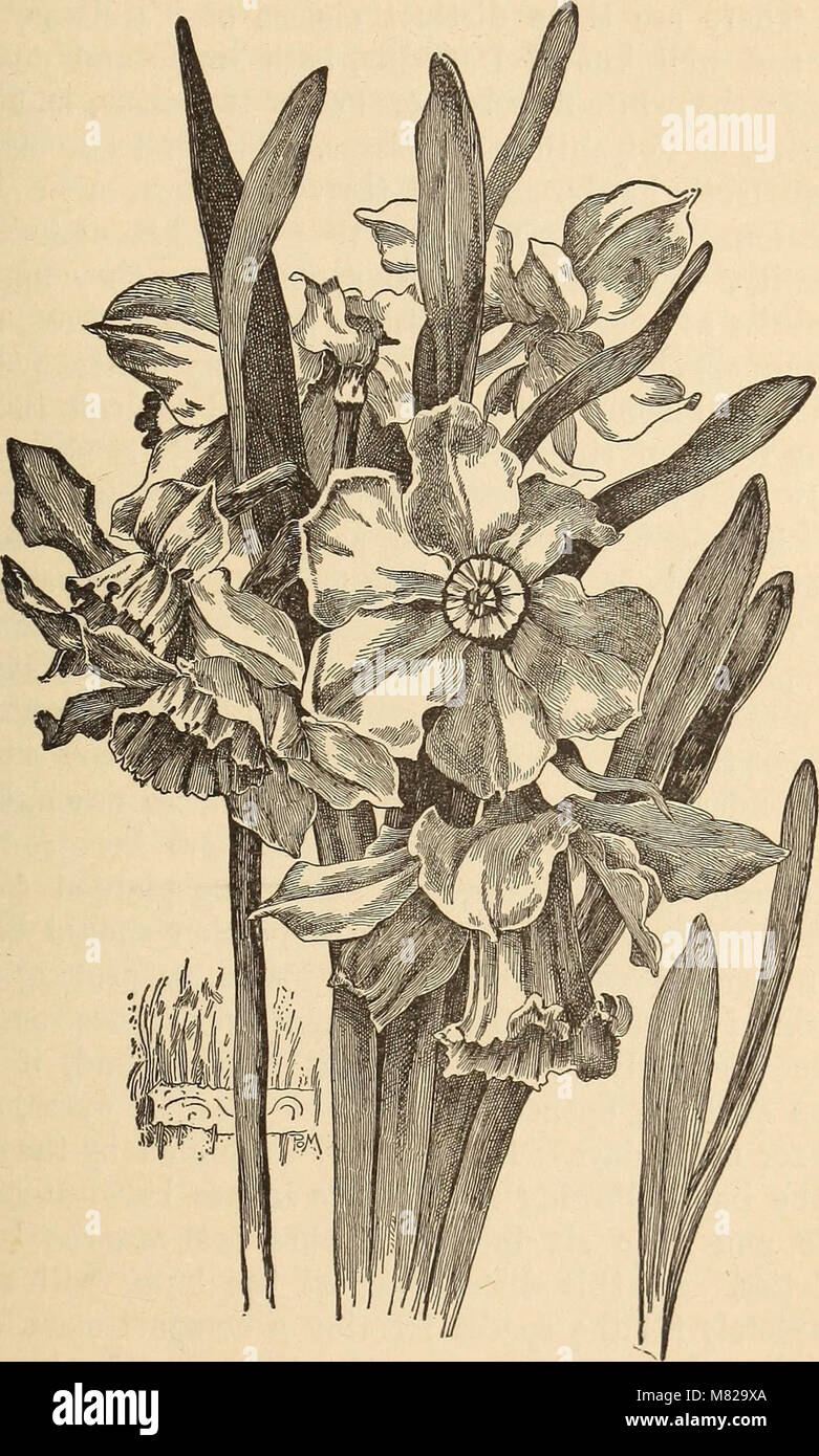 Bulbs and tuberous-rooted plants; their history, description, methods ...