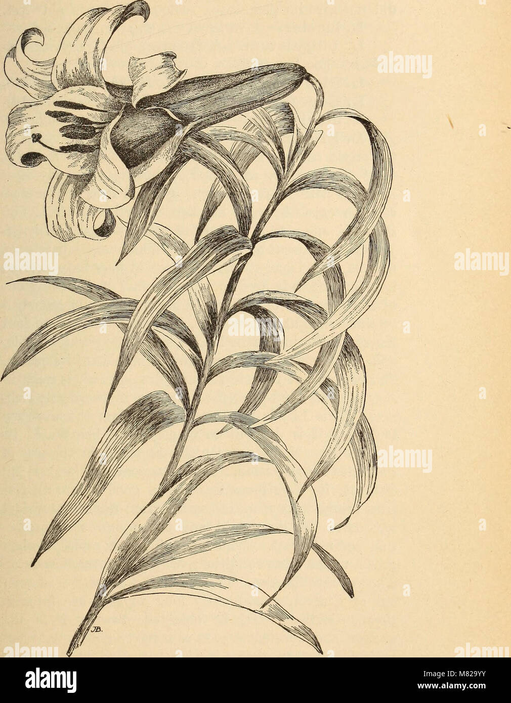 Bulbs and tuberous-rooted plants; their history, description, methods ...