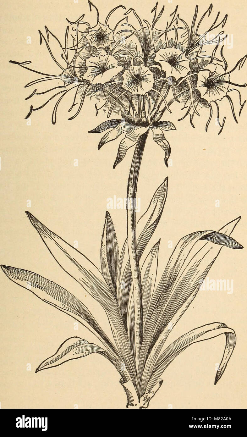 Bulbs and tuberous-rooted plants; their history, description, methods ...