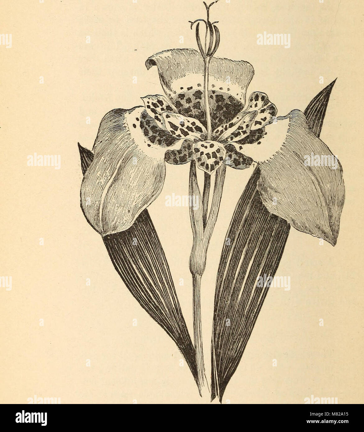Bulbs and tuberous-rooted plants; their history, description, methods ...