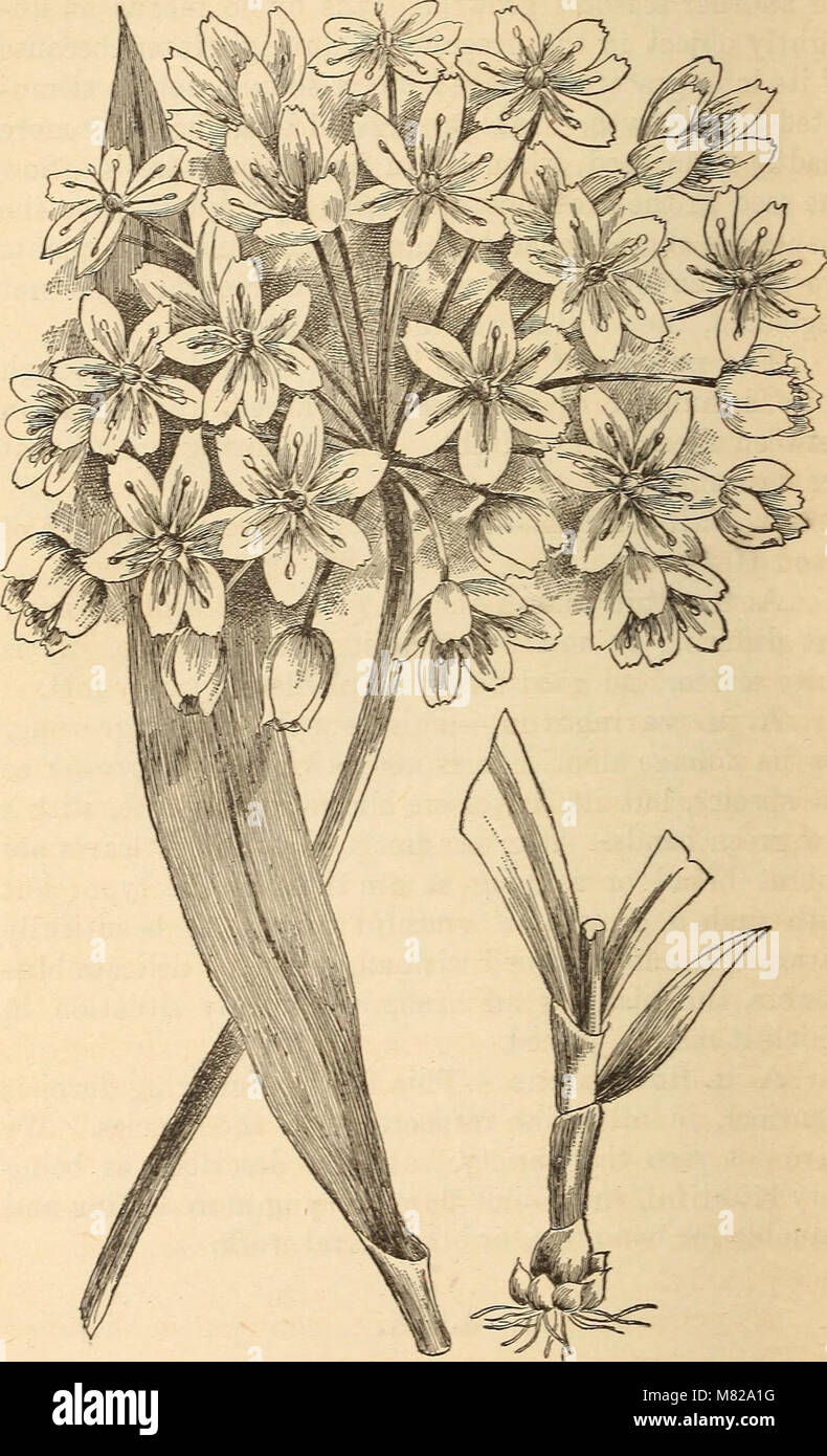 Bulbs and tuberous-rooted plants; their history, description, methods ...