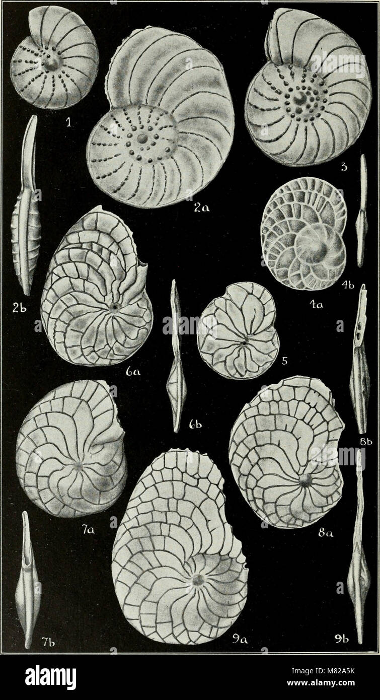 The 1933 Bulletin of the United States National Museum covers a variety ...
