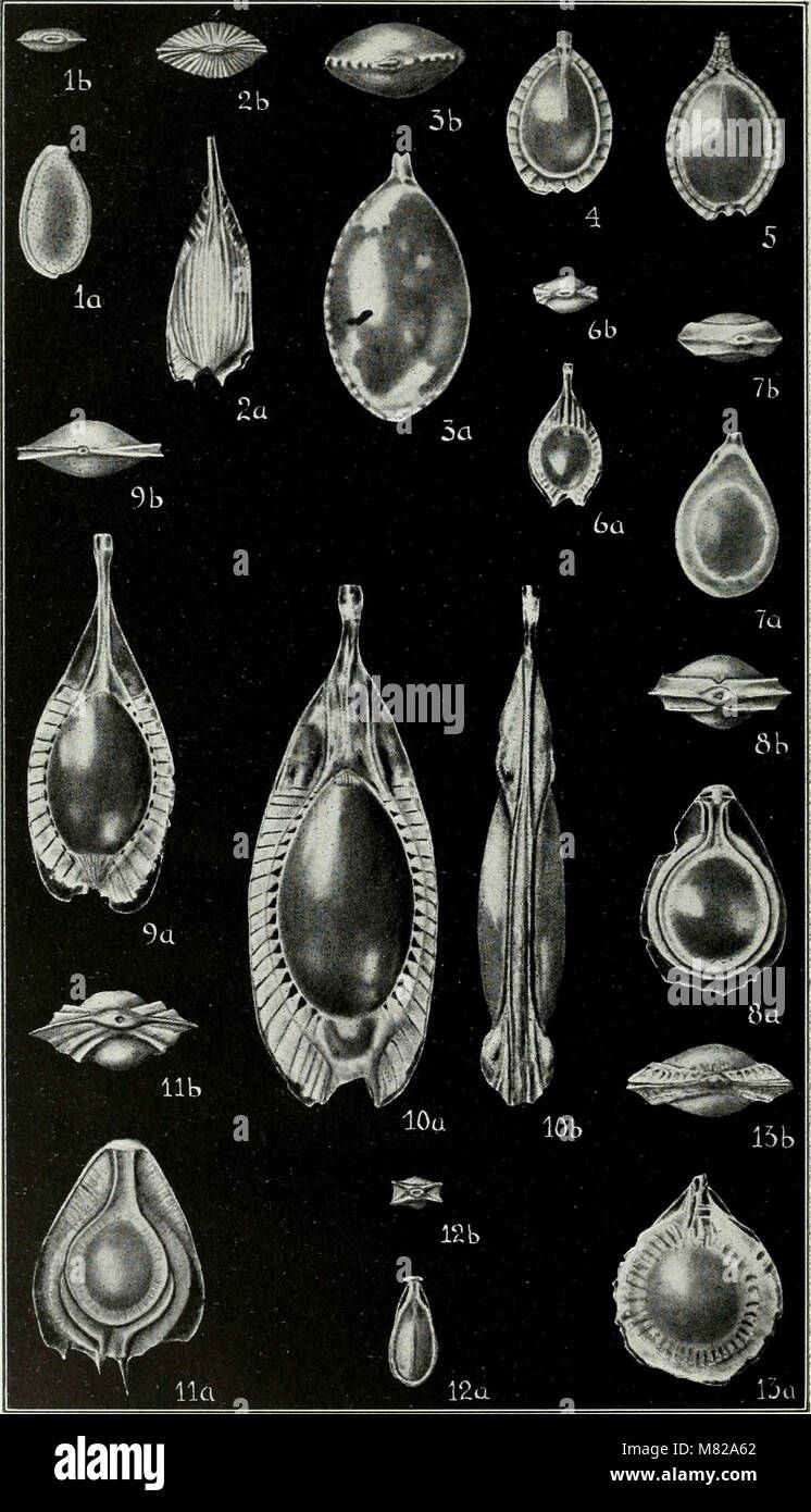 Bulletin - United States National Museum (1933) (20320800430 Stock ...