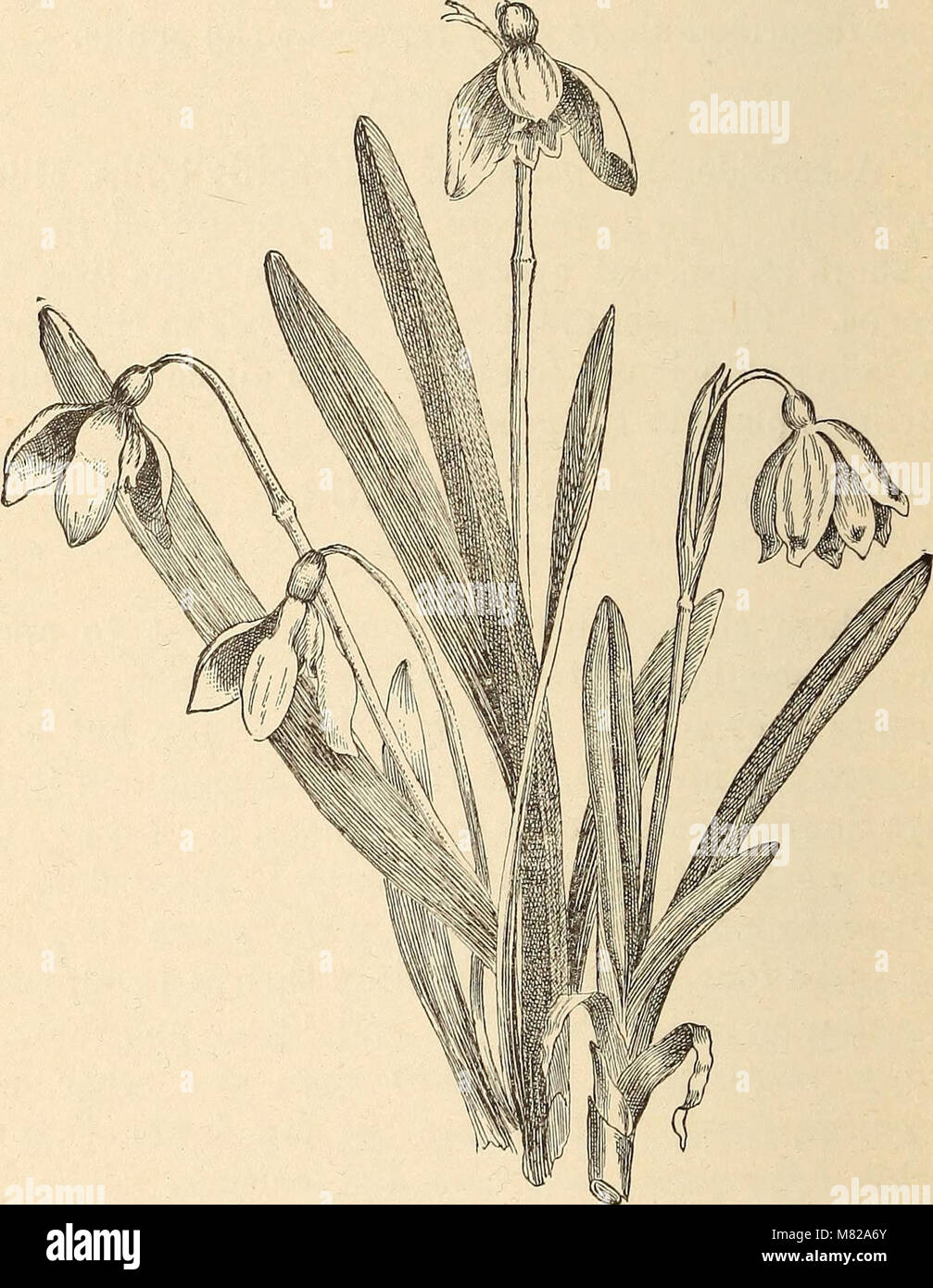 Bulbs and tuberous-rooted plants; their history, description, methods ...