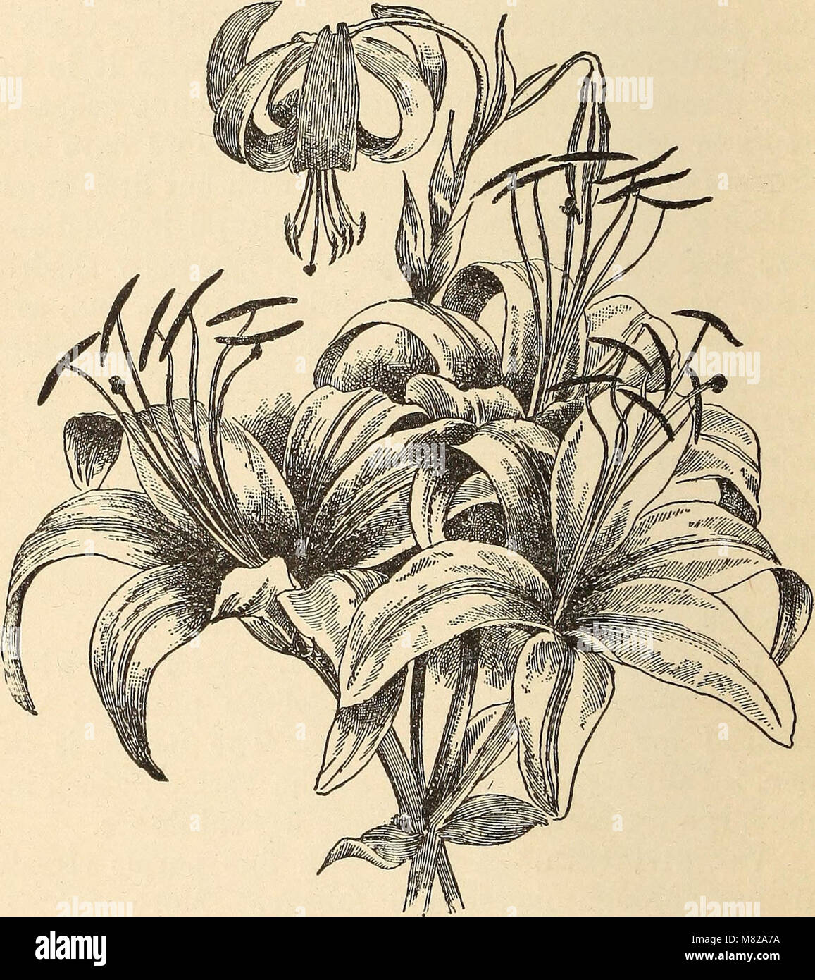 Bulbs and tuberous-rooted plants; their history, description, methods ...