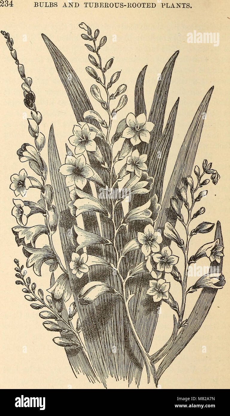 Bulbs and tuberous-rooted plants; their history, description, methods ...