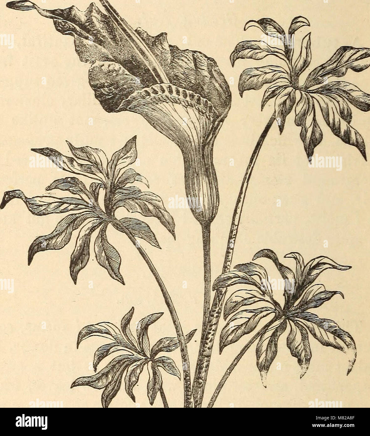 Bulbs and tuberous-rooted plants; their history, description, methods ...
