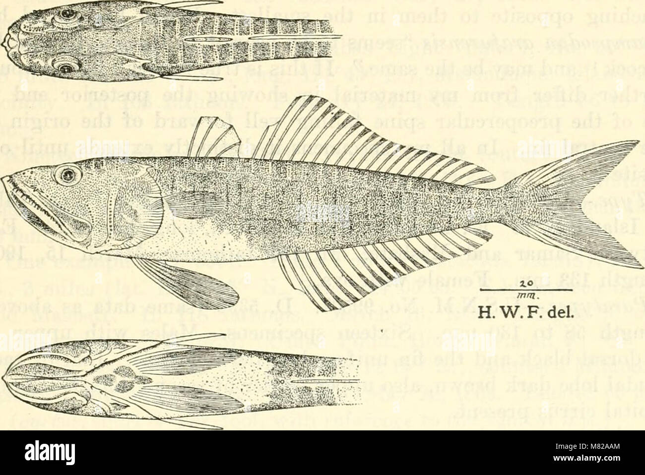The 1940 Bulletin from the United States National Museum presents ...