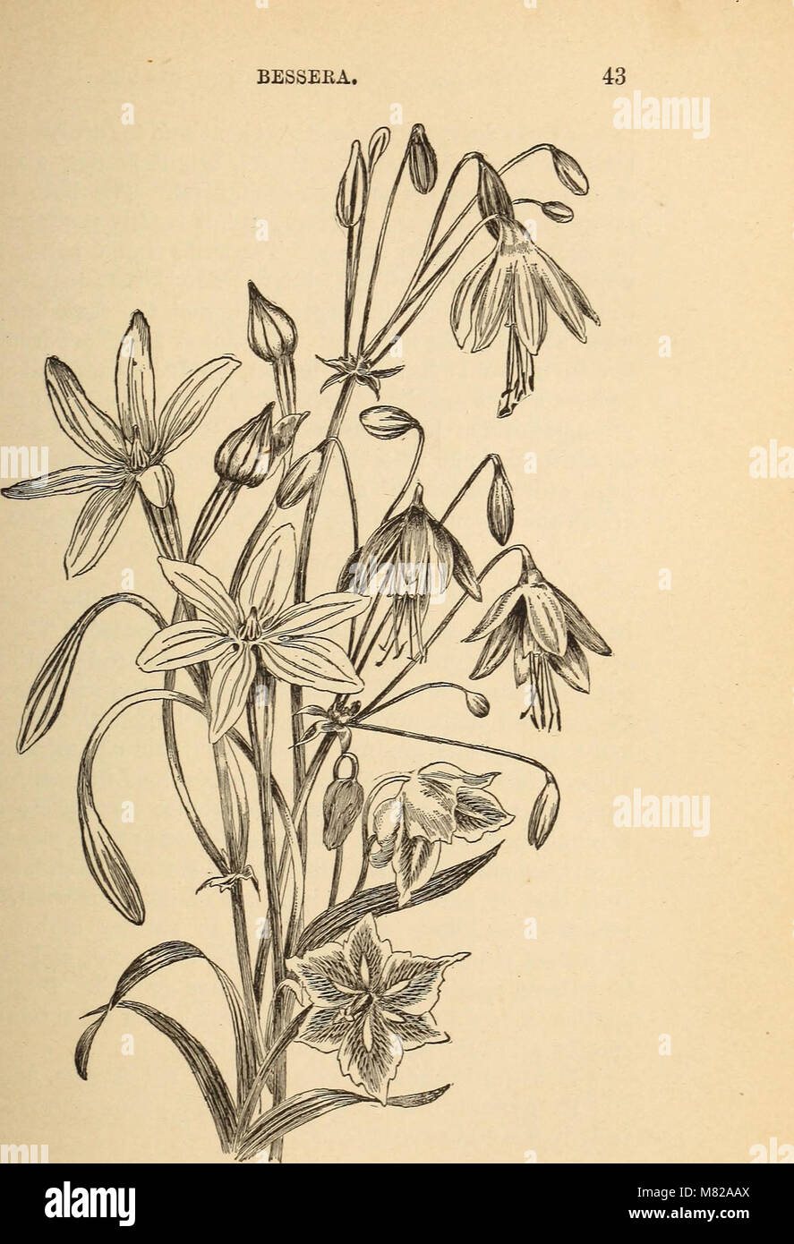 Bulbs and tuberous-rooted plants; their history, description, methods ...