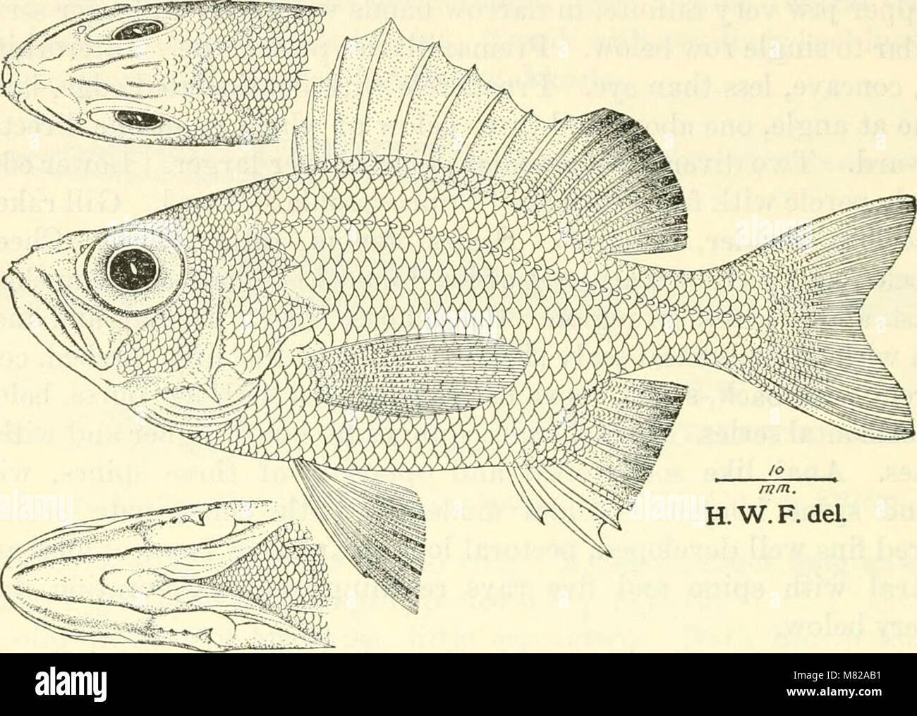 This 1940 bulletin from the United States National Museum contains a ...