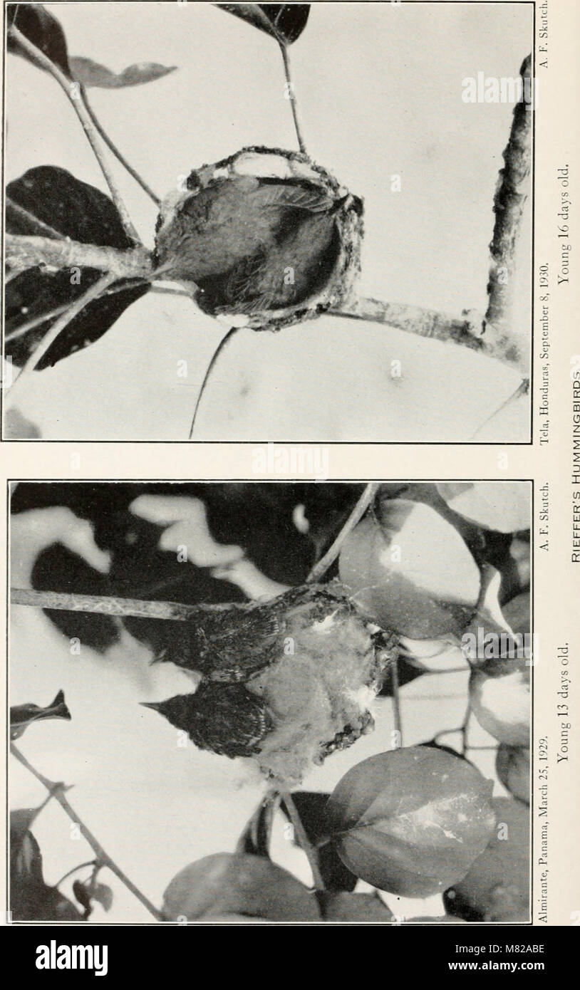 The Bulletin of the United States National Museum (1940) features ...