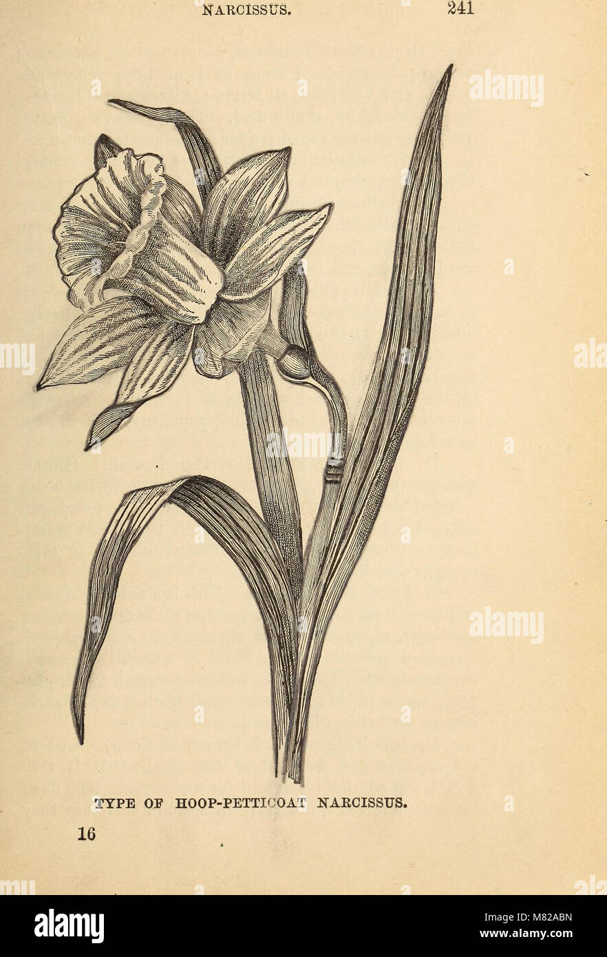 Bulbs and tuberous-rooted plants; their history, description, methods ...