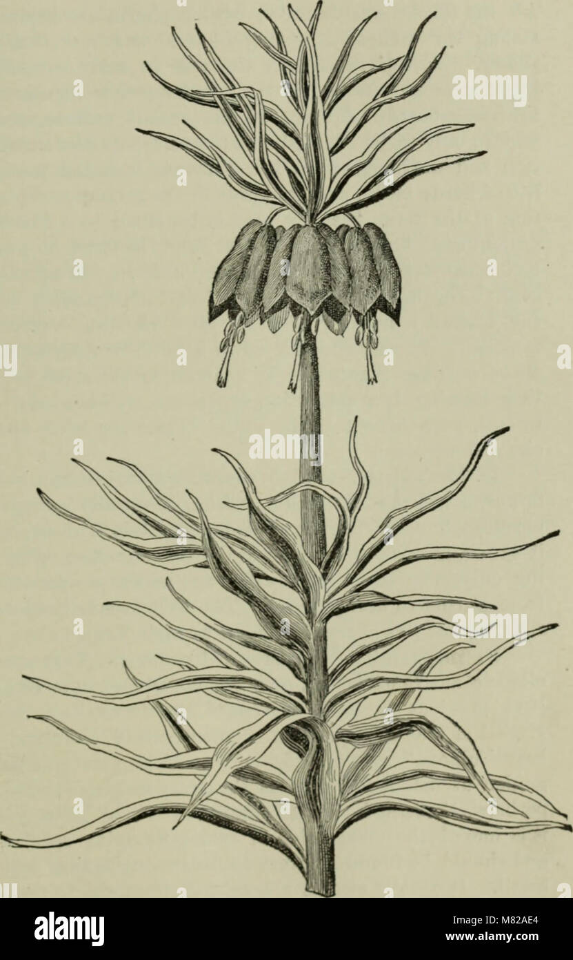 Bulbs and tuberous-rooted plants; their history, description, methods ...