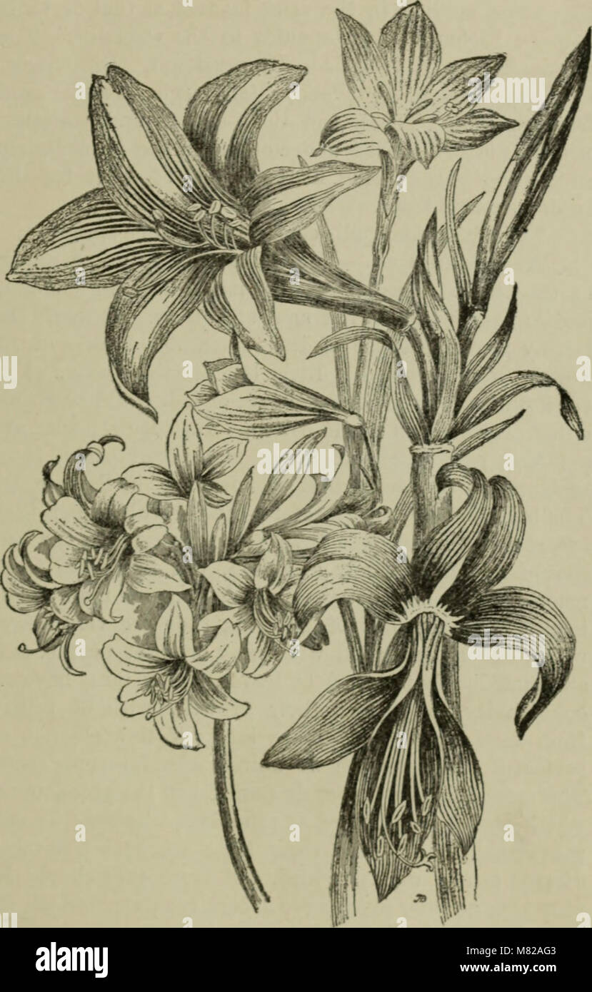 Bulbs and tuberous-rooted plants; their history, description, methods ...
