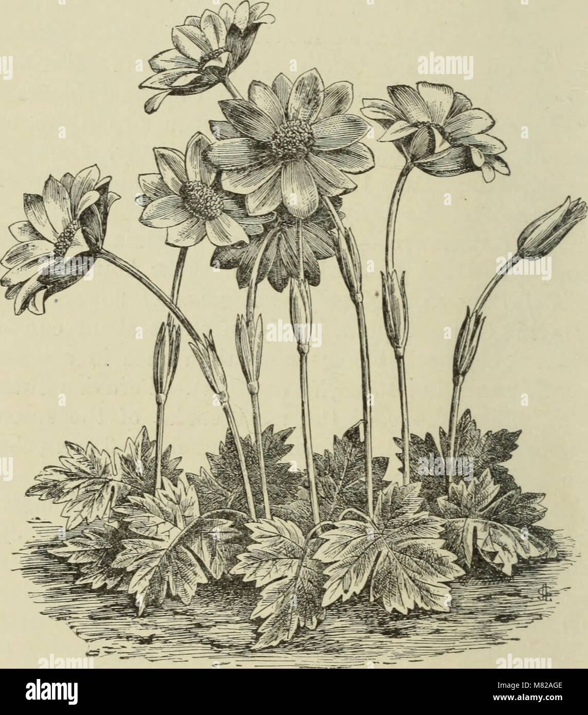 Bulbs and tuberous-rooted plants; their history, description, methods ...