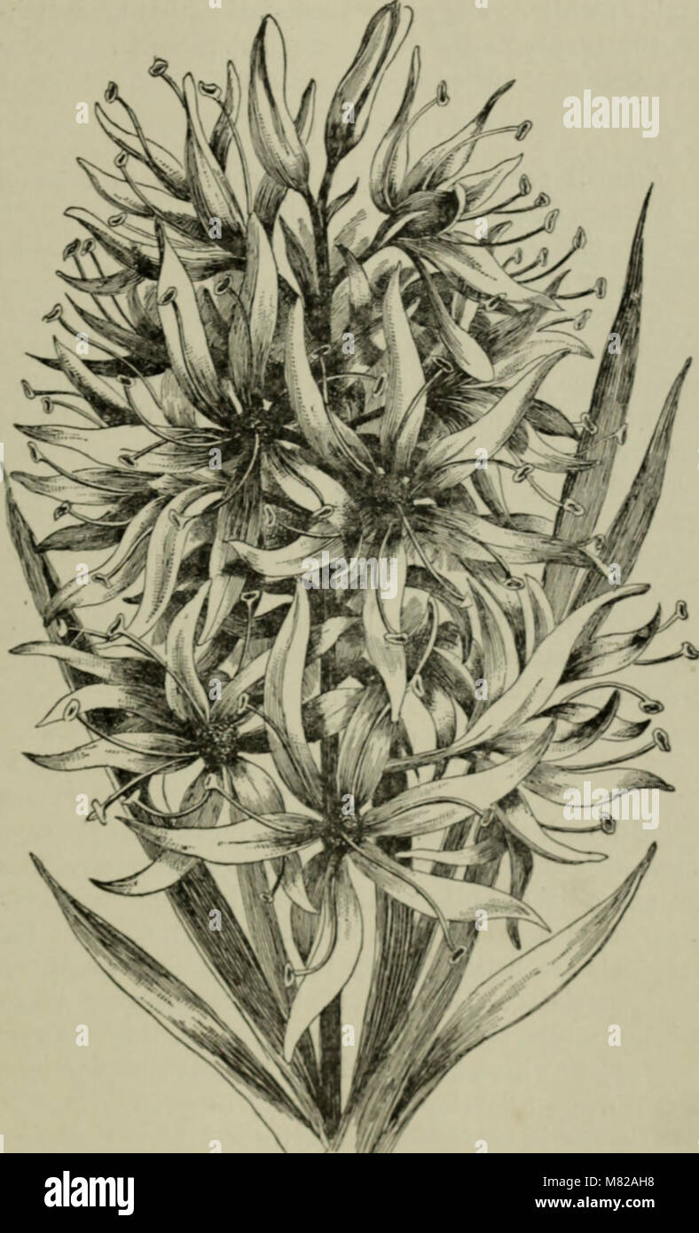 Bulbs and tuberous-rooted plants; their history, description, methods ...