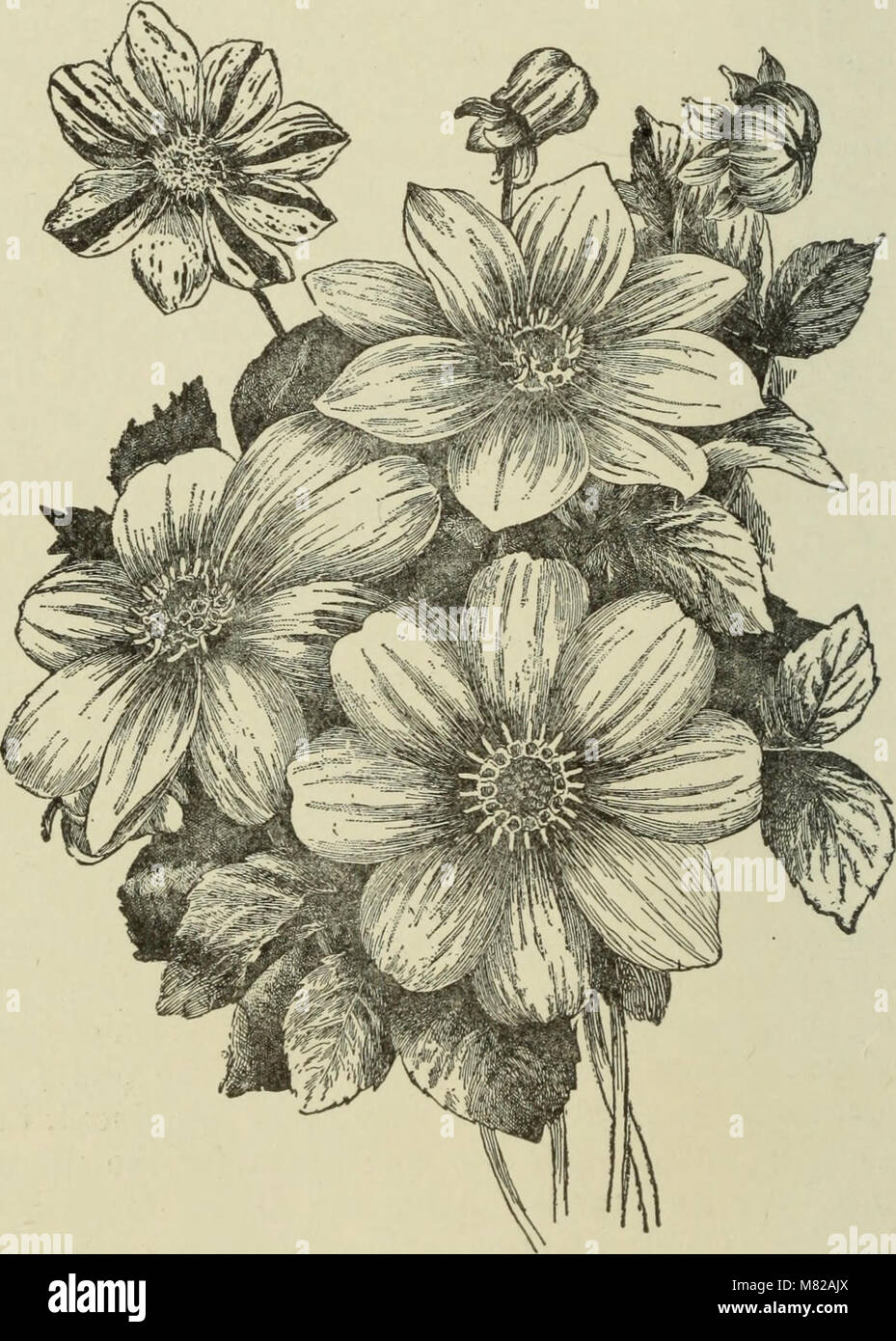Bulbs and tuberous-rooted plants; their history, description, methods ...