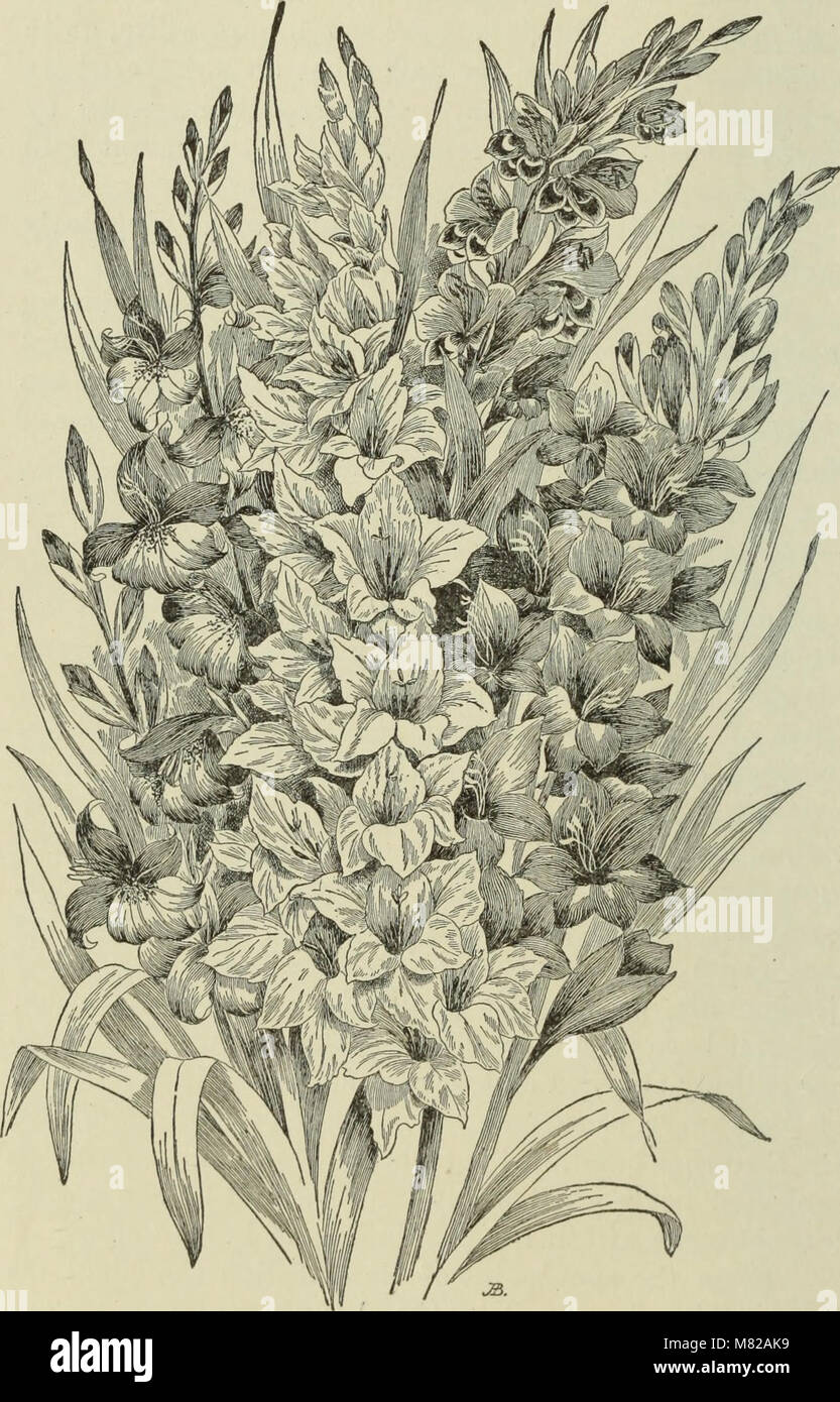 Bulbs and tuberous-rooted plants; their history, description, methods ...