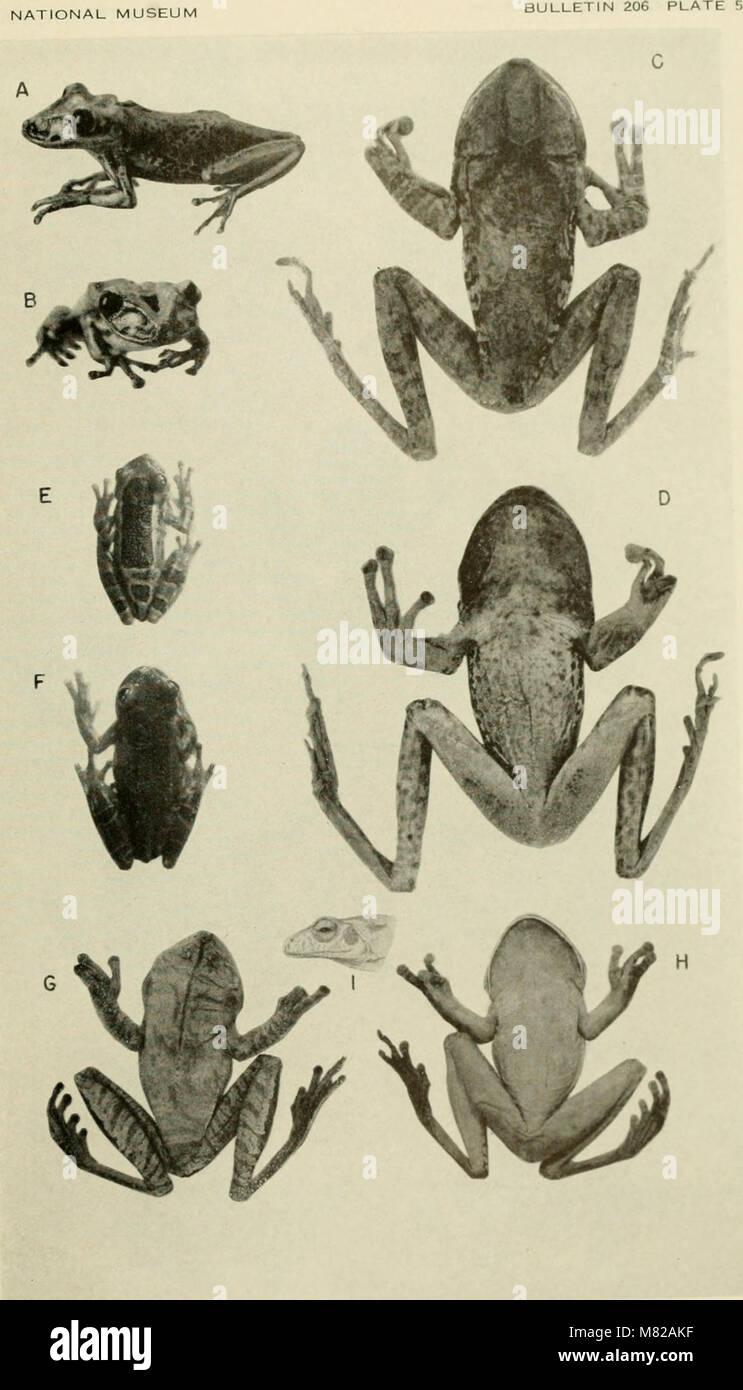 Zoological display national museum hi-res stock photography and images ...